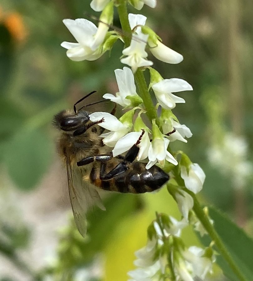 #nbspoty - Flowers Category - NBS Blog | National Bee Supplies