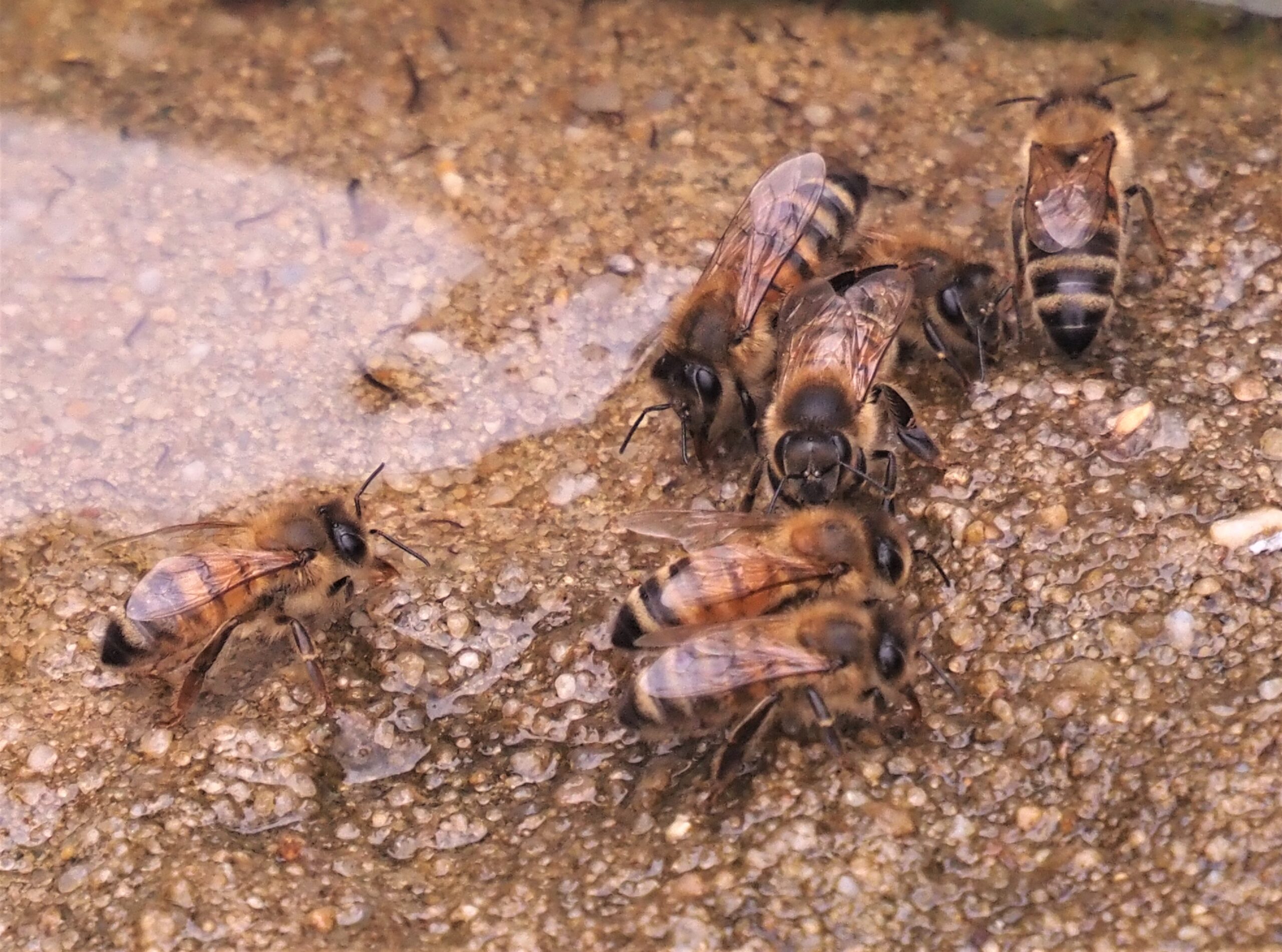 #nbspoty - Drinking Category - NBS Blog | National Bee Supplies